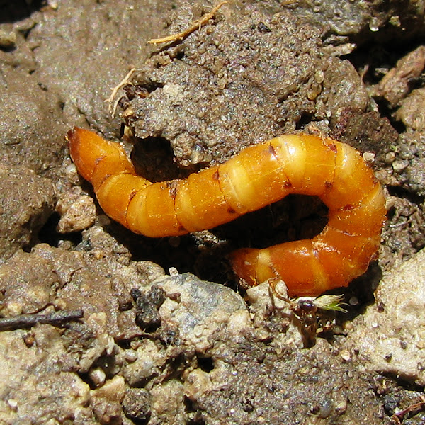 Elateridae Larvae