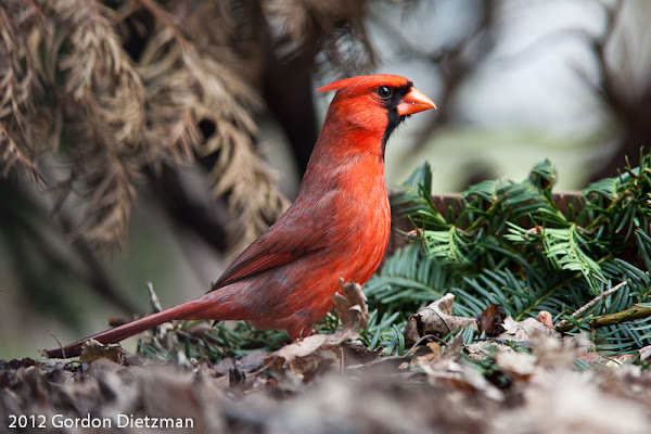 Northern Cardinal | Project Noah