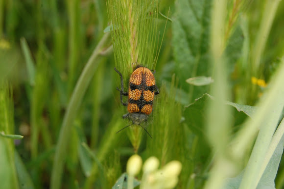 Pololo común | Project Noah