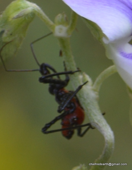 Assassin Bug Nymph | Project Noah