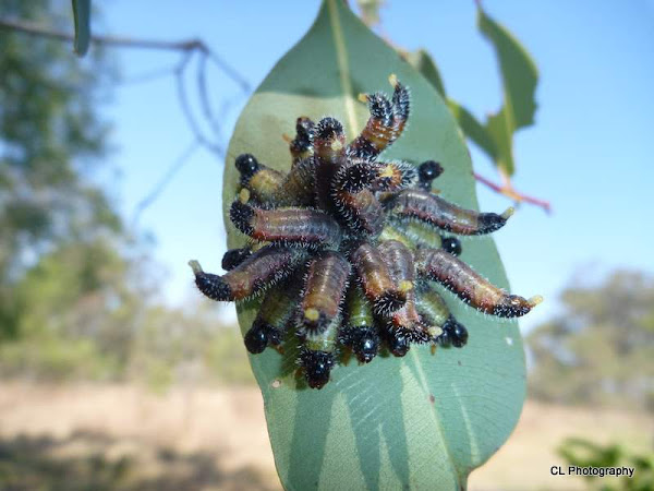 Sawfly Larva or 'Spitfire' Grubs | Project Noah