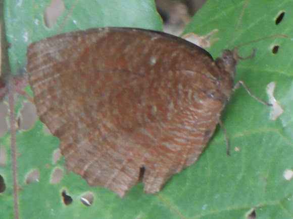 Common Palmfly | Project Noah