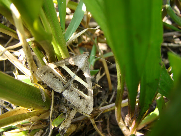 Grammodes geometrica Moth | Project Noah