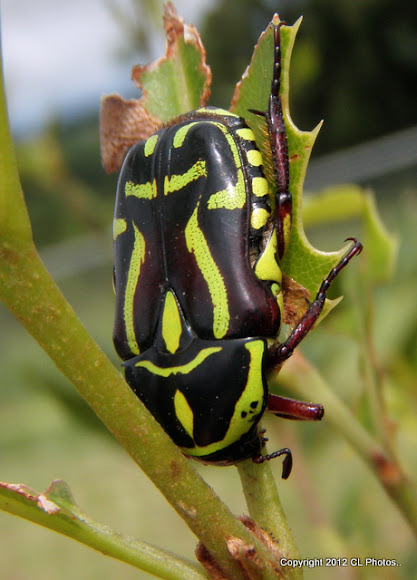 Green Fiddler Beetle | Project Noah