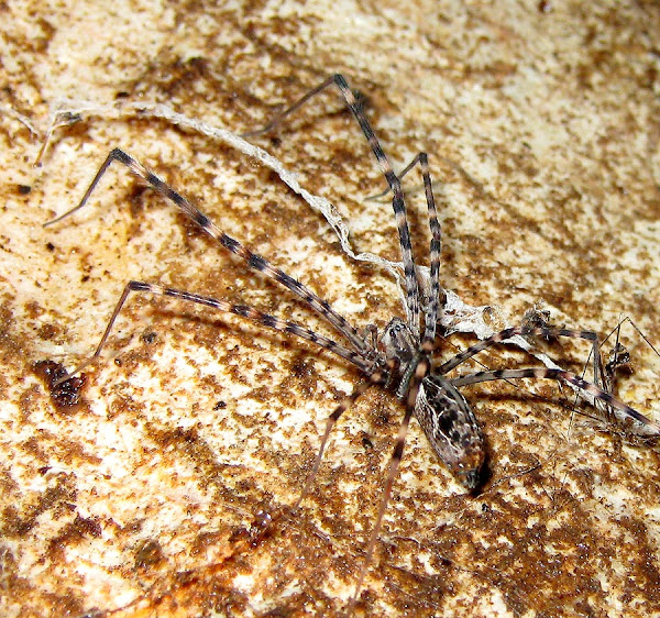 Cave Spider | Project Noah
