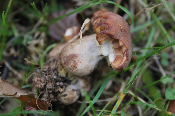 Humungous fungus | Project Noah