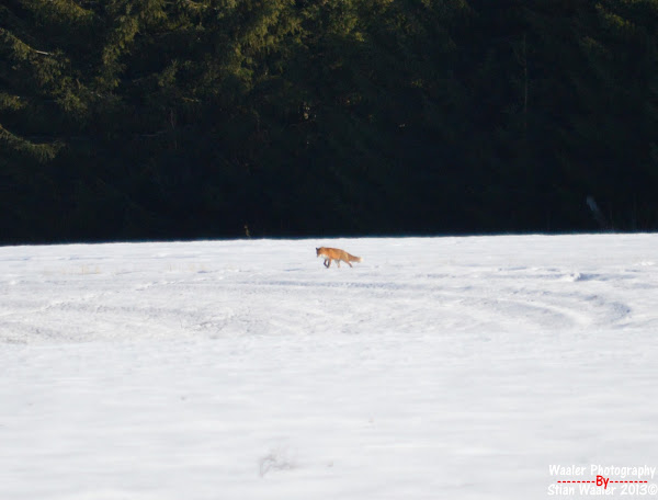 Red fox | Project Noah