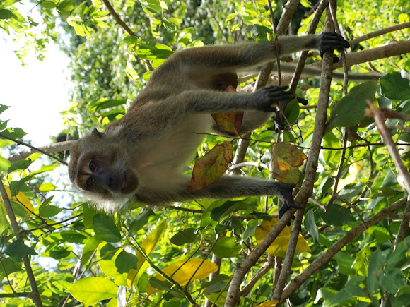 Philippine long-tailed macaque | Project Noah