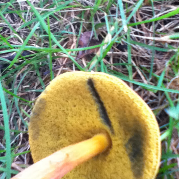 Red and Yellow Bolete | Project Noah