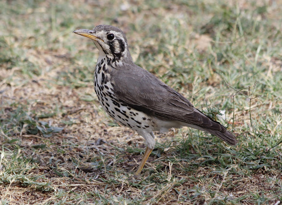 Groundscraper thrush | Project Noah