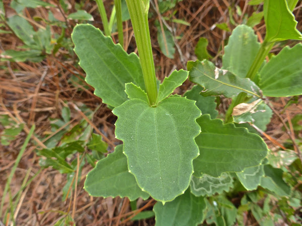 Florida Cacalia | Project Noah