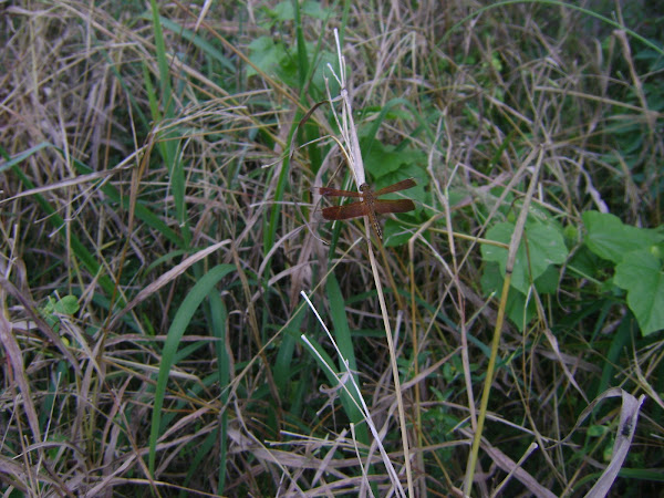 Red Emperor Dragonfly | Project Noah