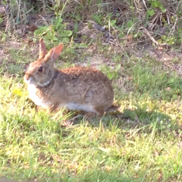 Swamp Rabbit | Project Noah