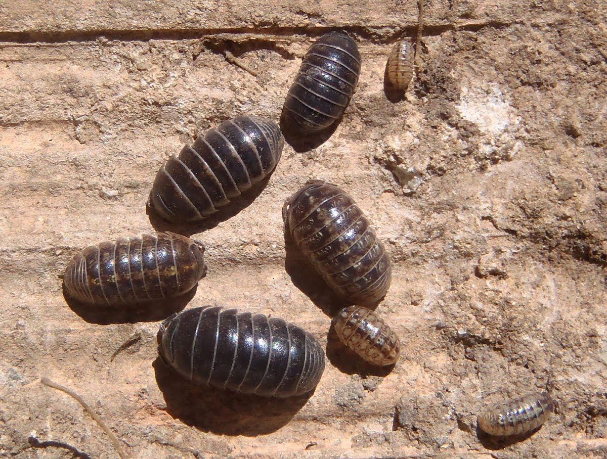 Cochinilla de la humedad | Project Noah