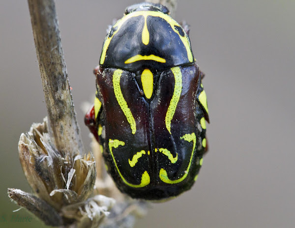 Fiddler Beetle | Project Noah