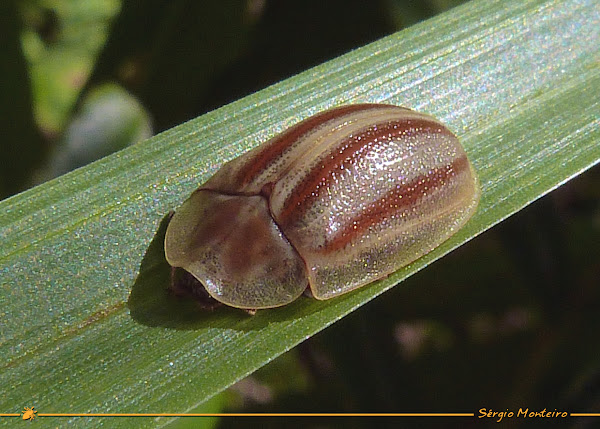 Tortoise beetle | Project Noah