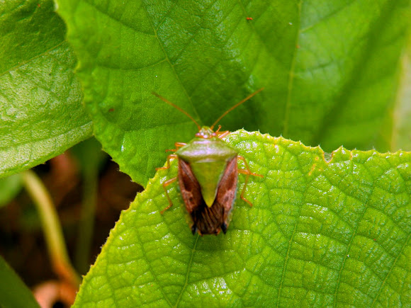 Stink bug | Project Noah