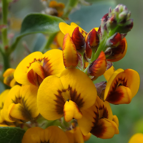 Hop bitter-pea | Project Noah