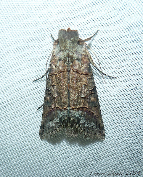 Twig Mimic Moth | Project Noah