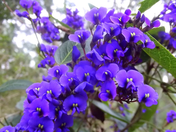 Purple coral pea | Project Noah