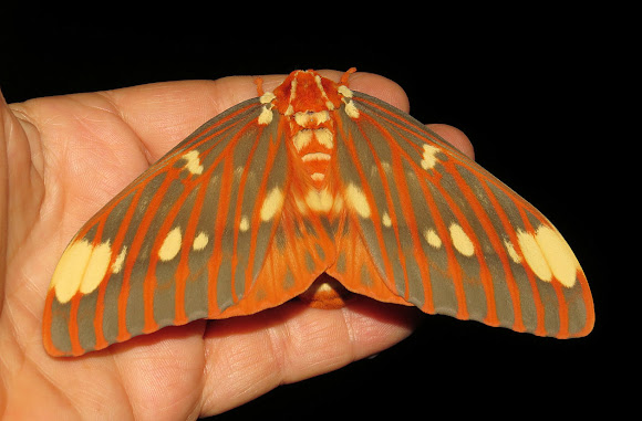 Royal Walnut moth, female | Project Noah
