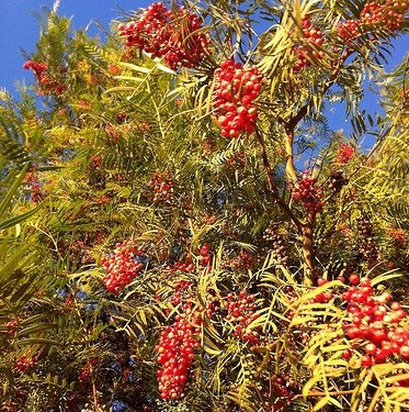 Pirul | Project Noah