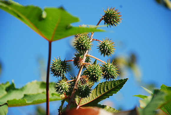 Castor-oil-plant | Project Noah