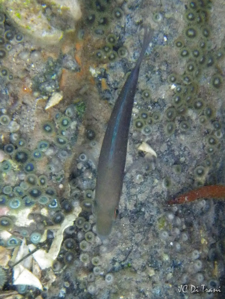 Blue Hamlet | Project Noah