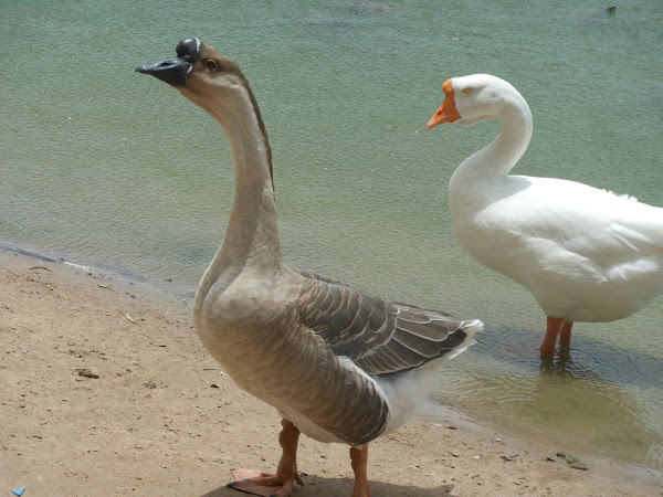 Chinese Swan Goose | Project Noah