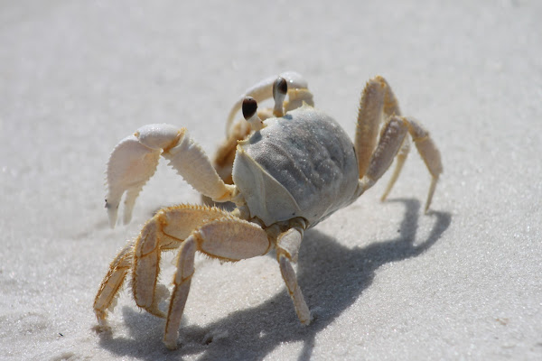 Ghost Crab | Project Noah