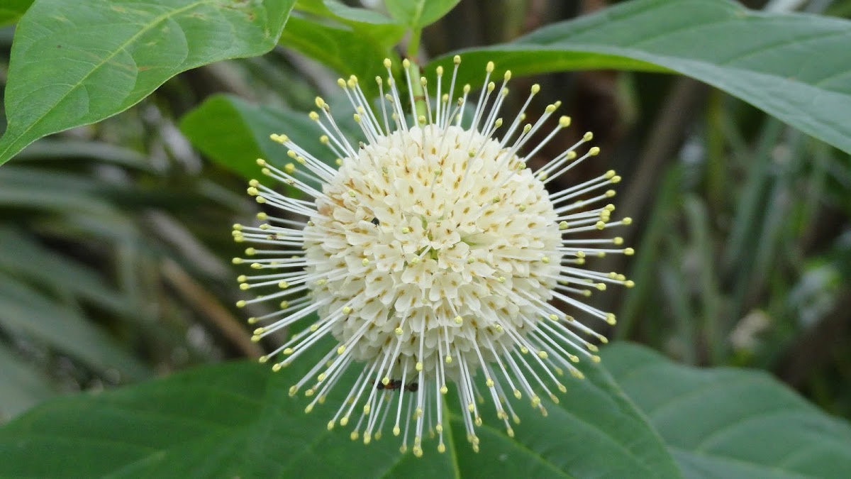 Buttonbush | Project Noah