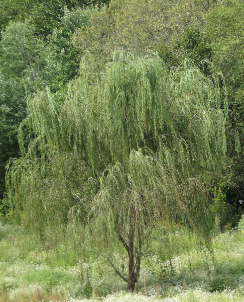 Weeping Willow | Project Noah
