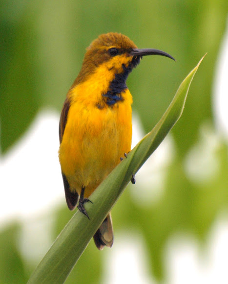 Yellow Bellied Sunbird ( Immature Male Pictured ) | Project Noah