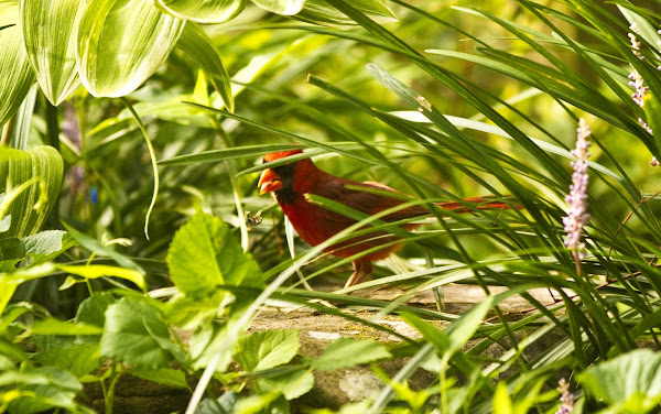 Northern Cardinal | Project Noah