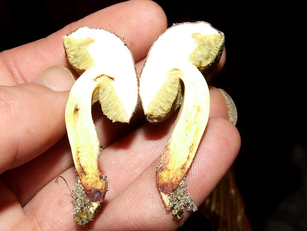 Common Bolete | Project Noah