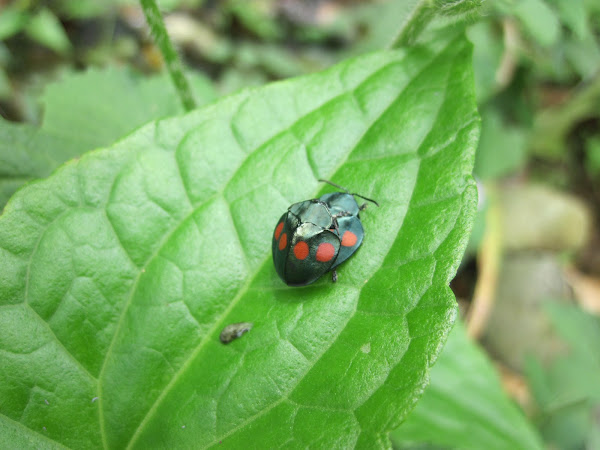 Four spotted tortoise beetle | Project Noah