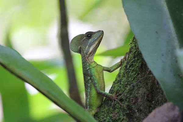 Western Basilisk | Project Noah