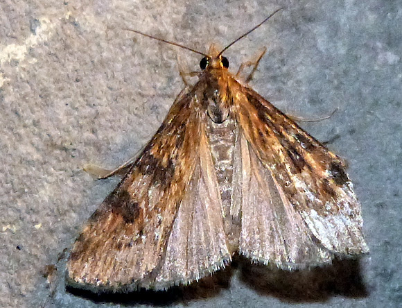 Lucerne Moth | Project Noah