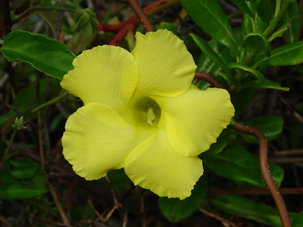 Allamanda Vine | Project Noah