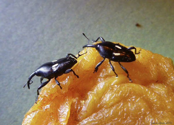 Weevil | Project Noah