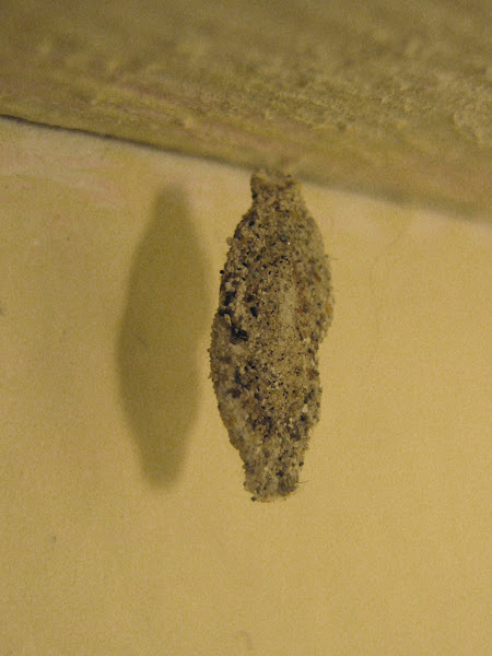 Household Casebearer Moth | Project Noah