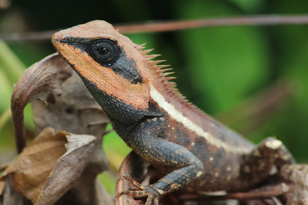 Forest Crested Lizard | Project Noah