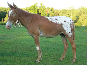 Donkeys! | Color Genetics