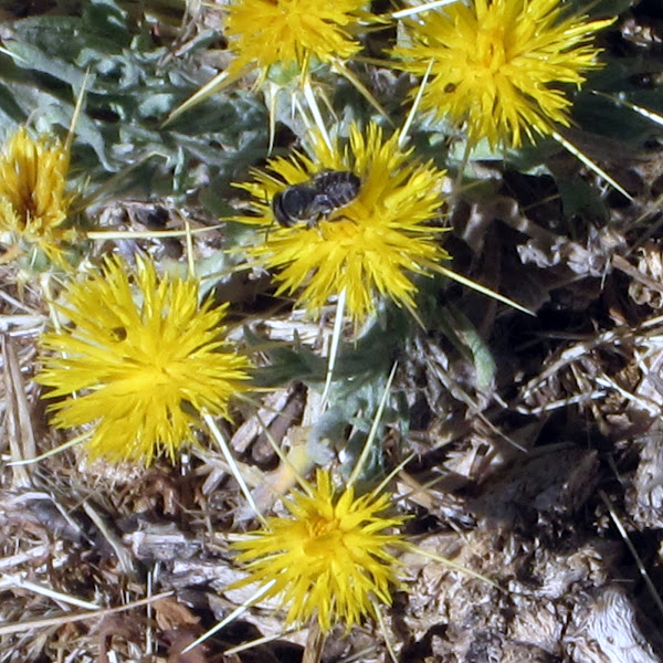 Yellow Cock Spur | Project Noah