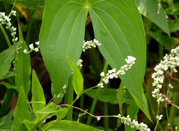 Swamp Smartweed | Project Noah