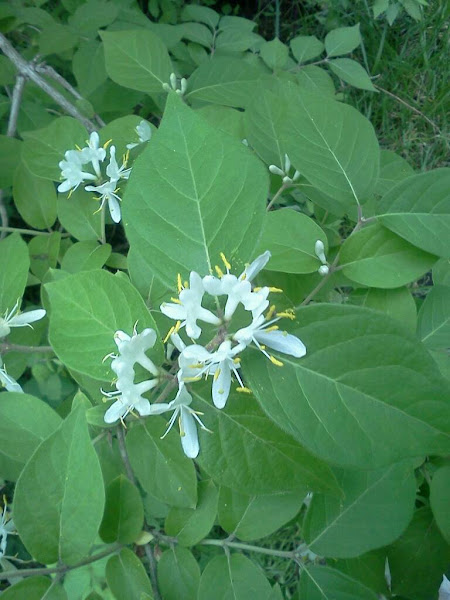 Honeysuckle | Project Noah