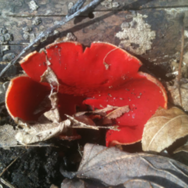 Scarlet cup fungus | Project Noah