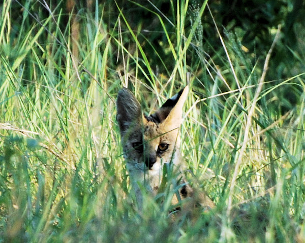 Serval, Tierboskat | Project Noah