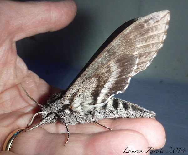 Hermit Sphinx Moth Project Noah