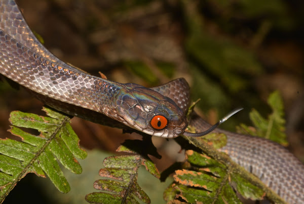Mountain Slug-eating Snake | Project Noah